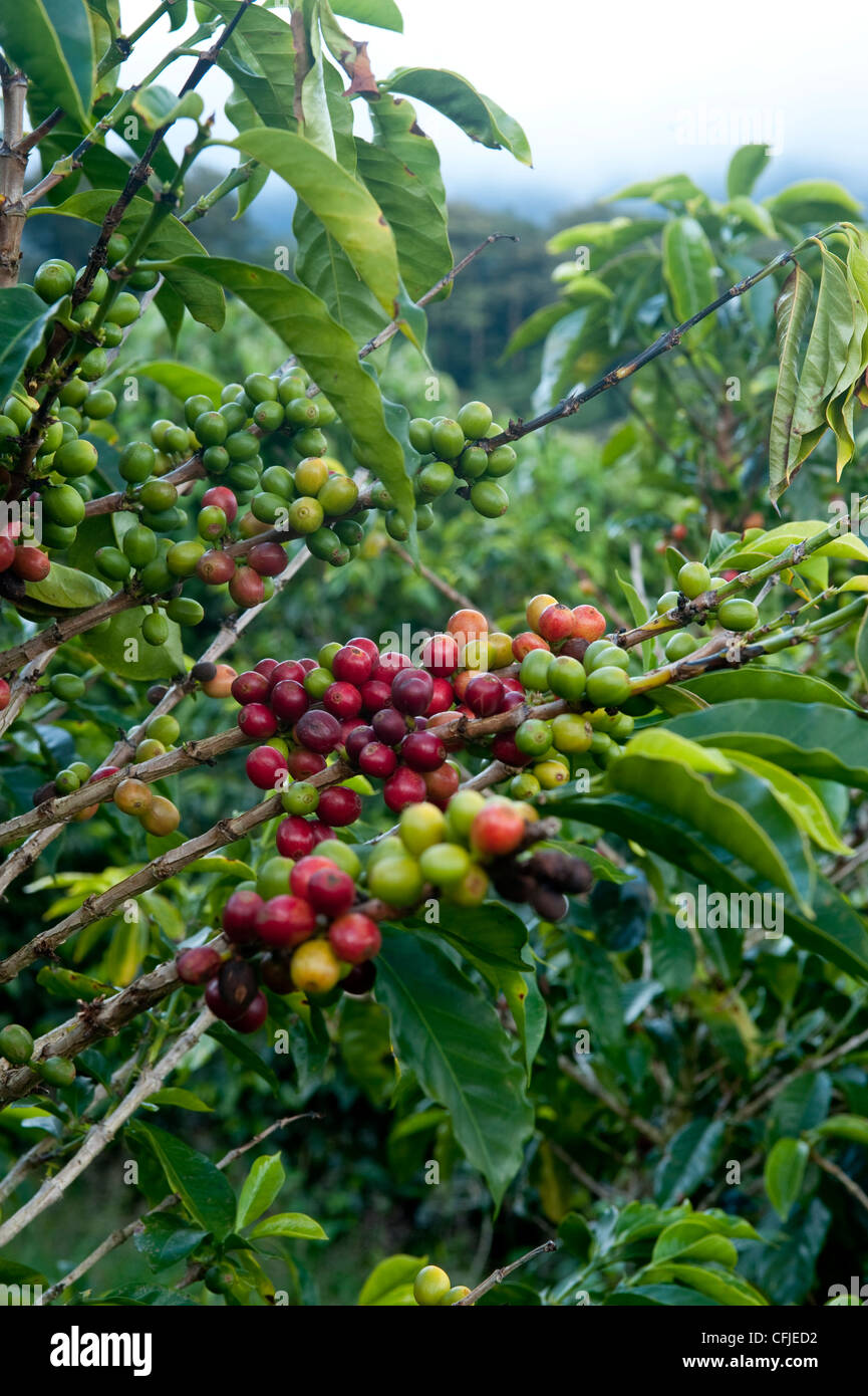Coffee Plantations High Resolution Stock Photography and Images - Alamy