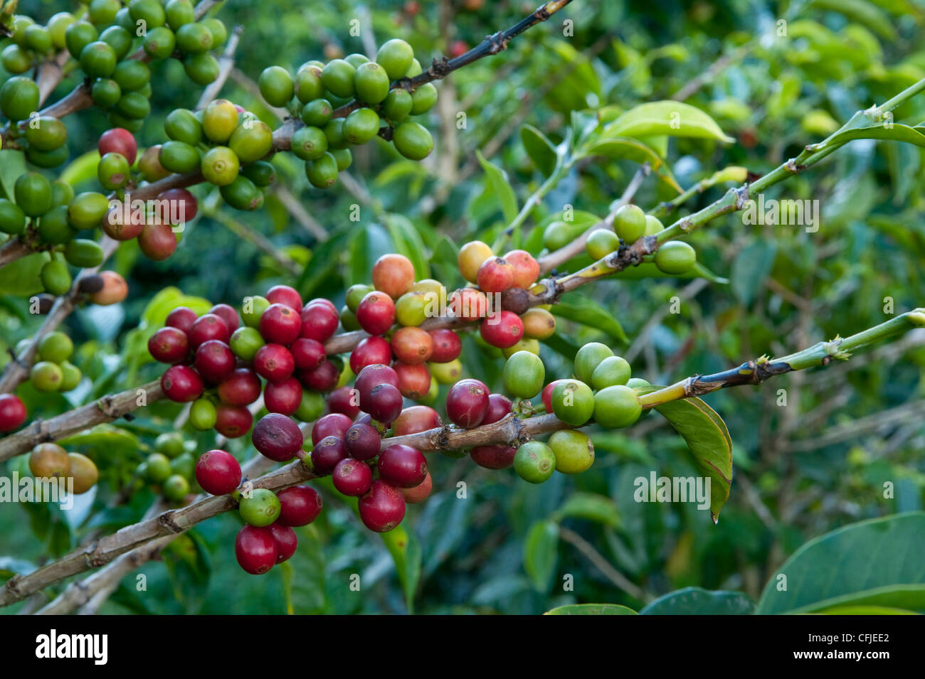 Coffee plantations hi-res stock photography and images - Alamy