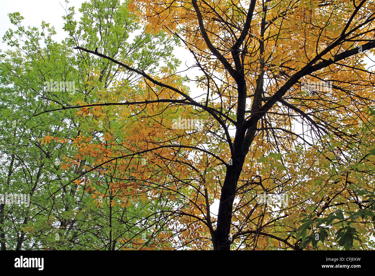branch of the oak Stock Photo - Alamy