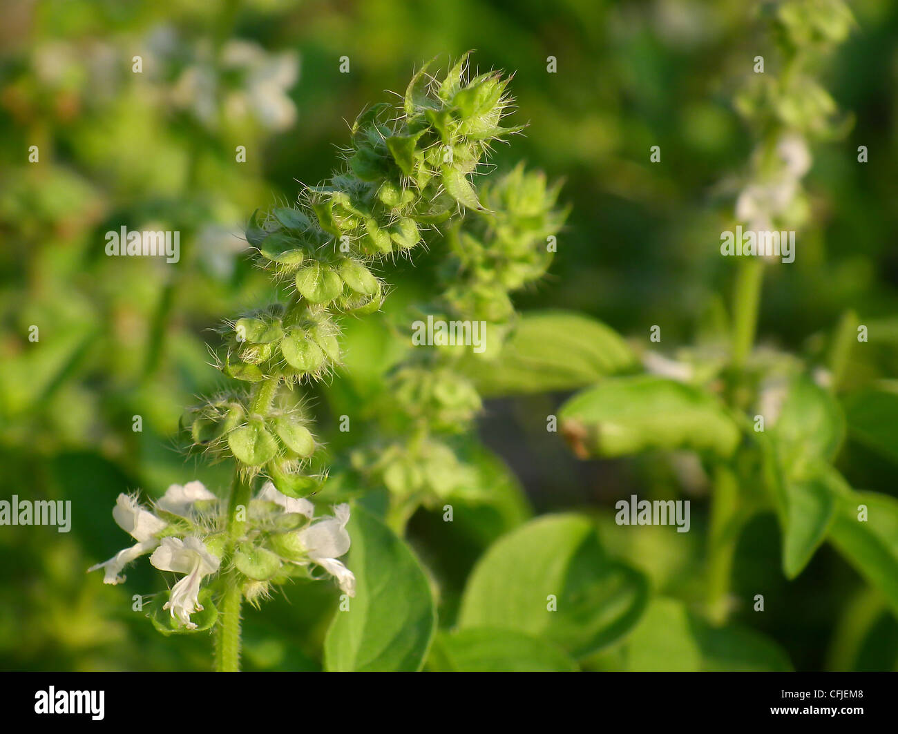 Holy basil flowers hi-res stock photography and images - Alamy