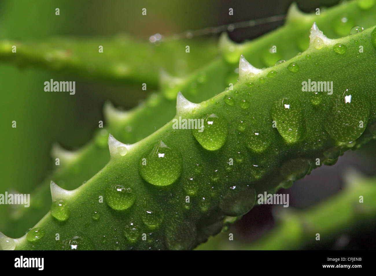 dripped water on sheet aloe Stock Photo - Alamy