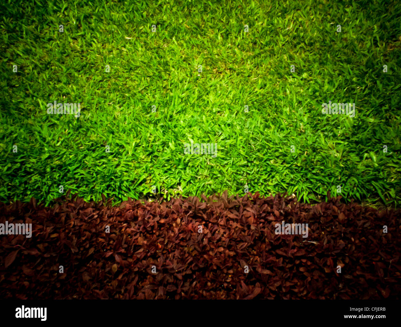 Green grass surface Stock Photo - Alamy