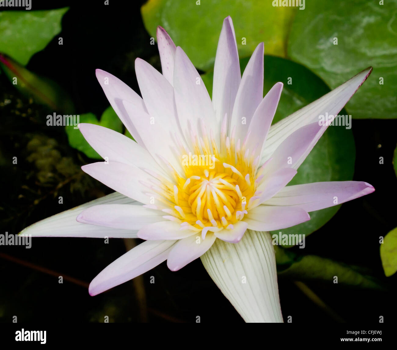Violet lotus flower Stock Photo - Alamy