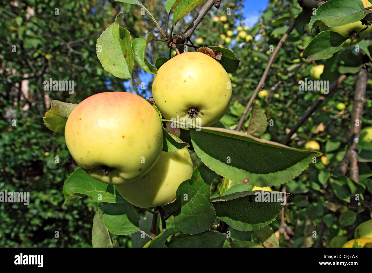 ripe apple on green aple tree Stock Photo - Alamy