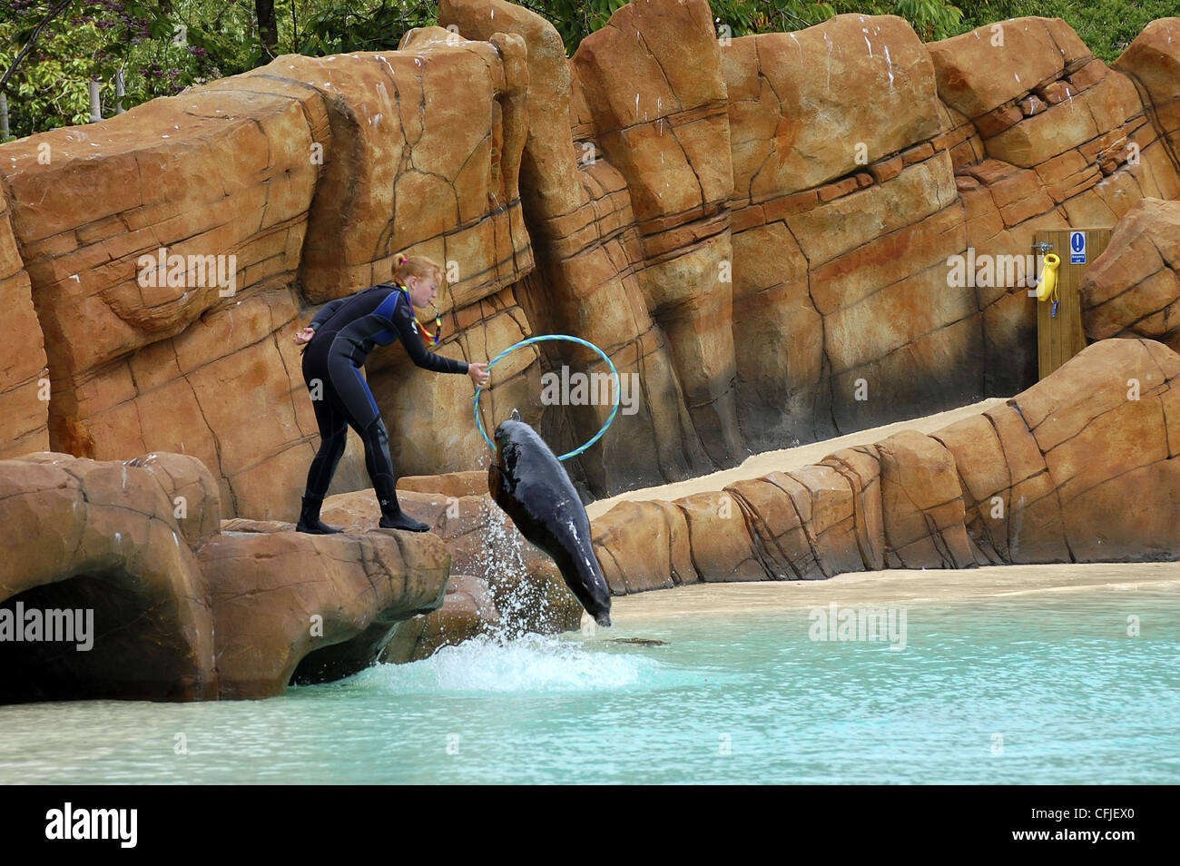 Seal jumping hi-res stock photography and images - Alamy