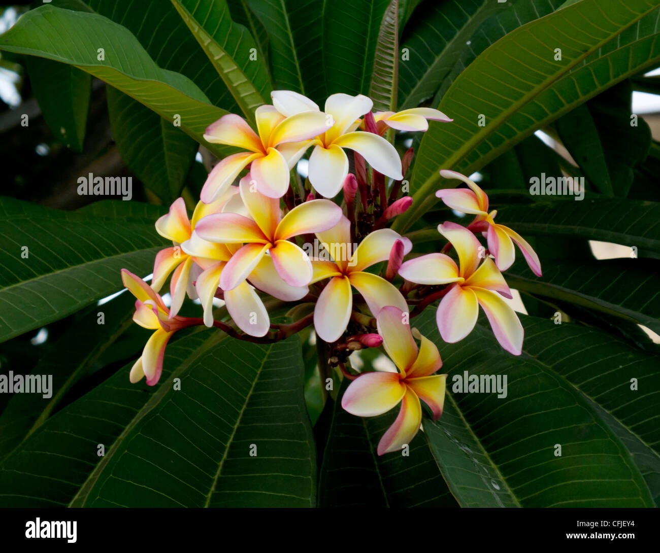 Branch of tropical flowers frangipani (plumeria Stock Photo - Alamy