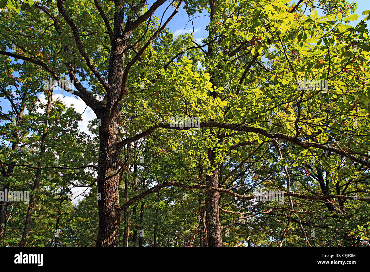 Old oak with thick stem hi-res stock photography and images - Alamy