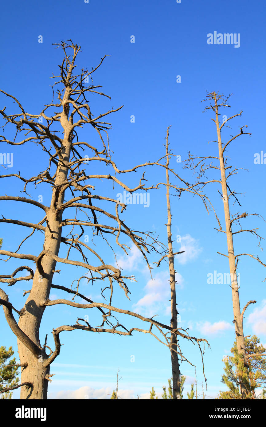 dry aging pine on blue background Stock Photo - Alamy