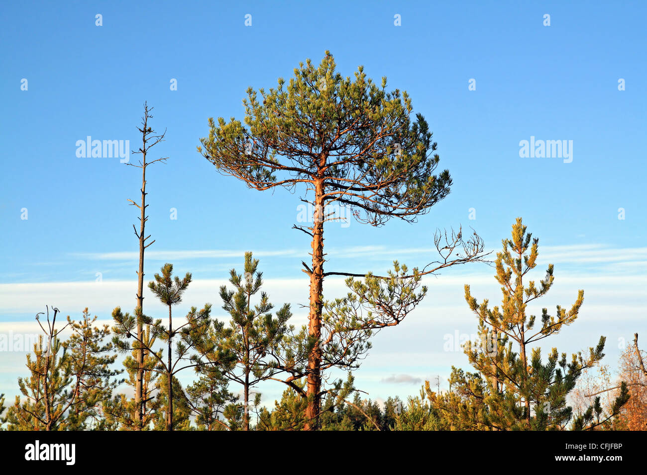 dry aging pine on blue background Stock Photo - Alamy