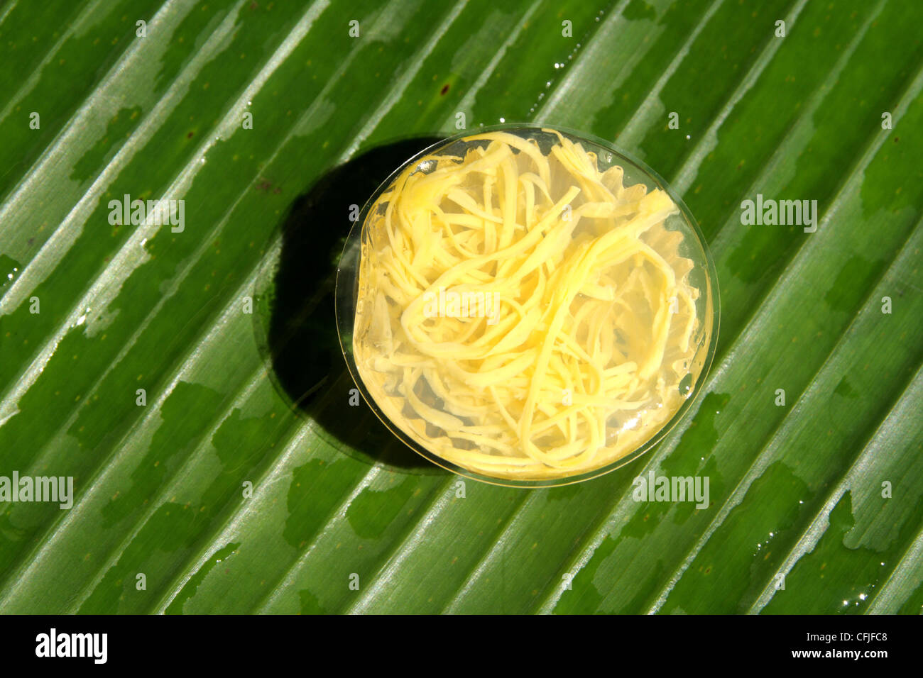 Foy thong hi-res stock photography and images - Alamy