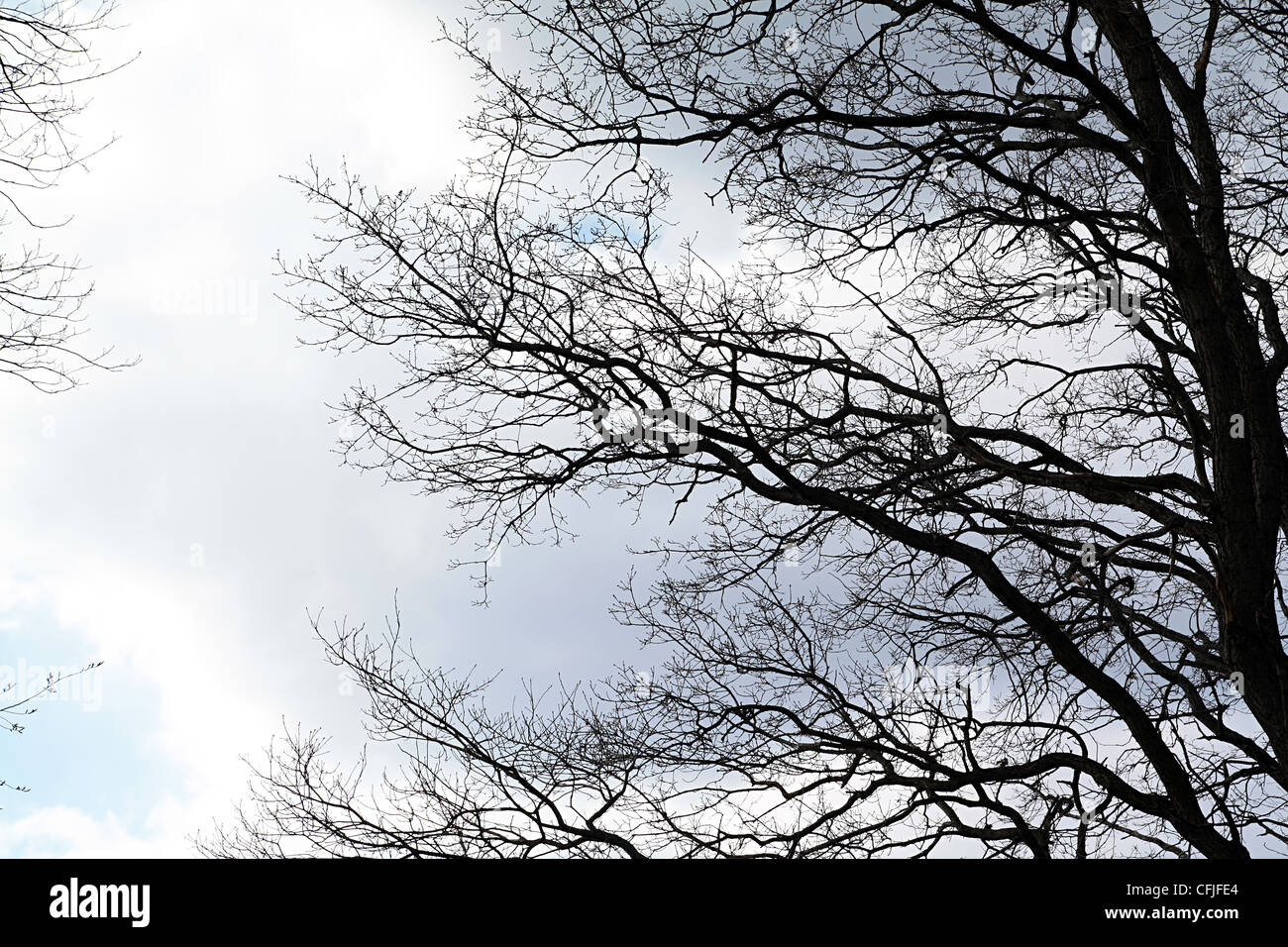 tree silhouette on cloudy background Stock Photo - Alamy