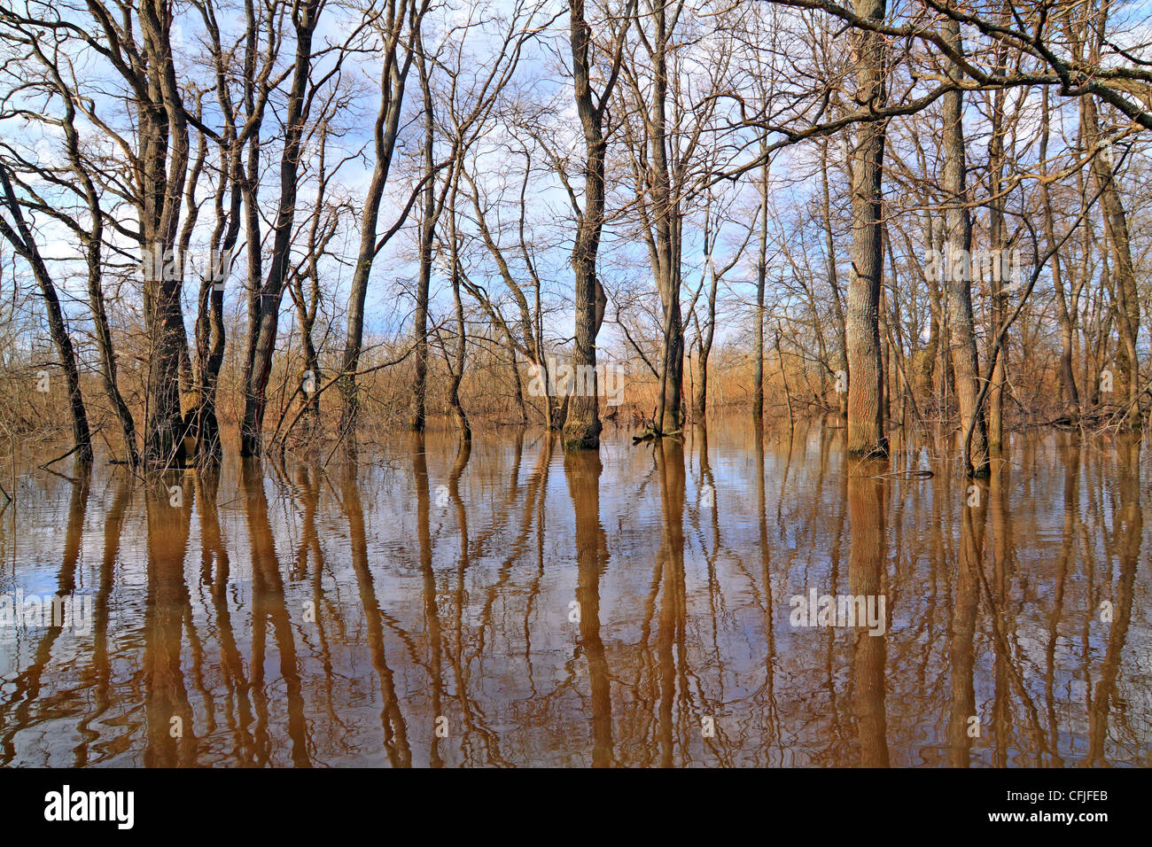 spring flood in oak wood Stock Photo - Alamy