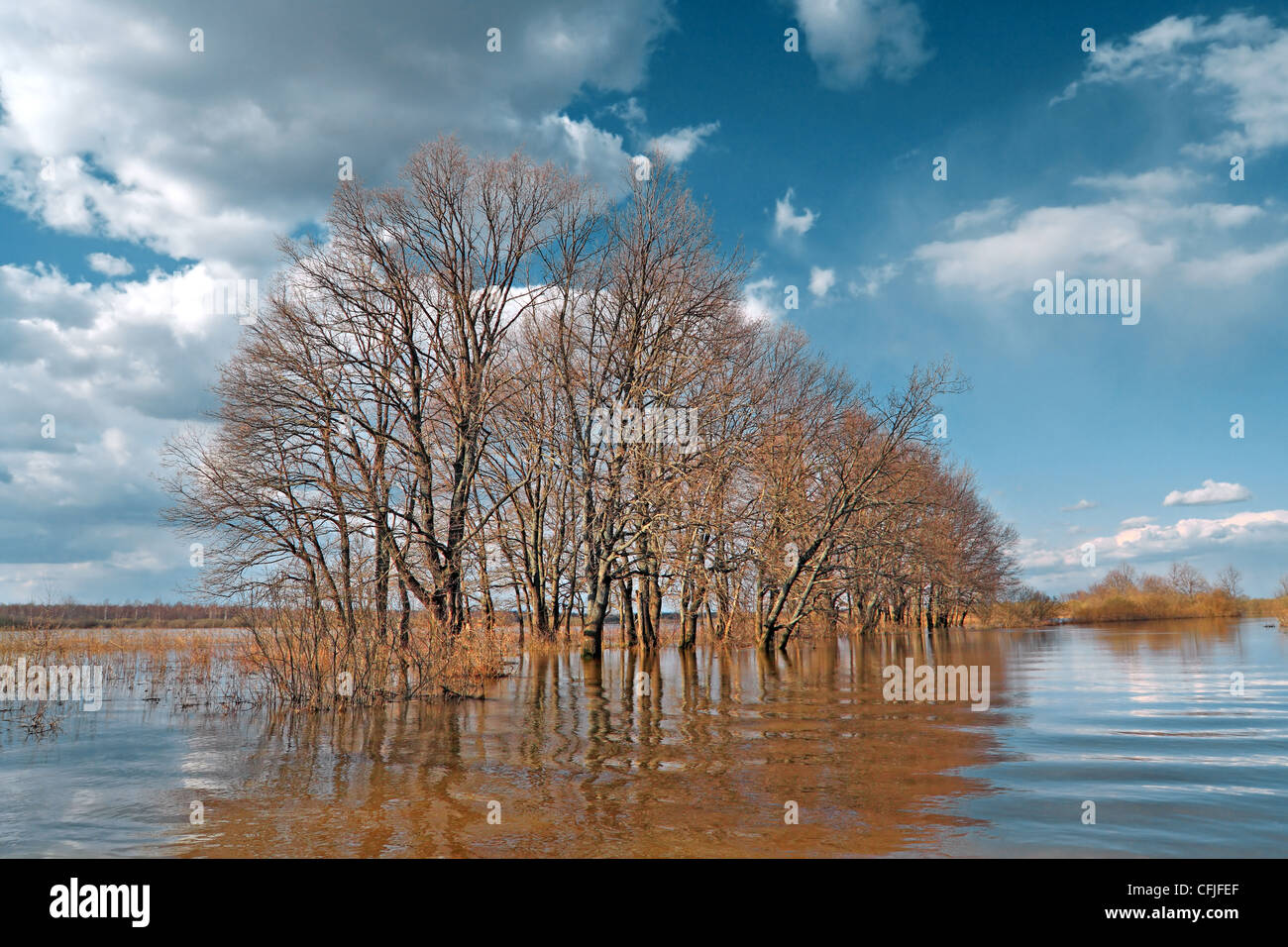spring flood in oak wood Stock Photo - Alamy