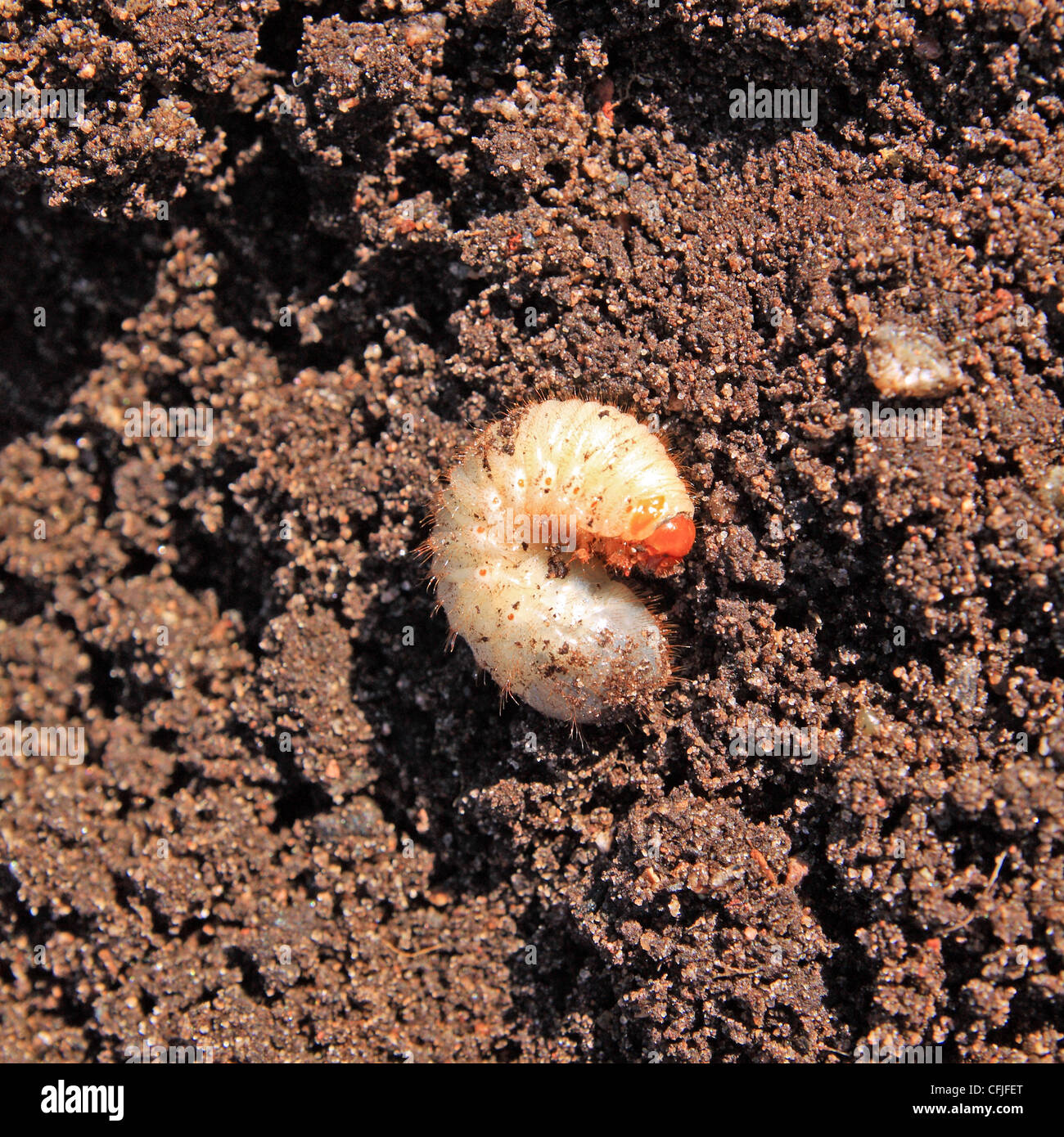 Land bug hi-res stock photography and images - Alamy