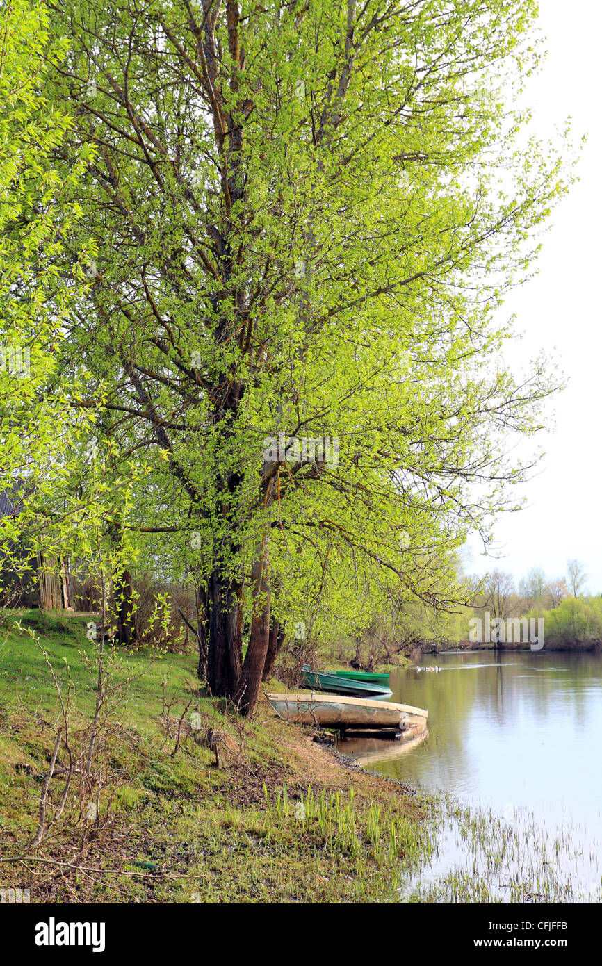aging boat near big tree Stock Photo - Alamy