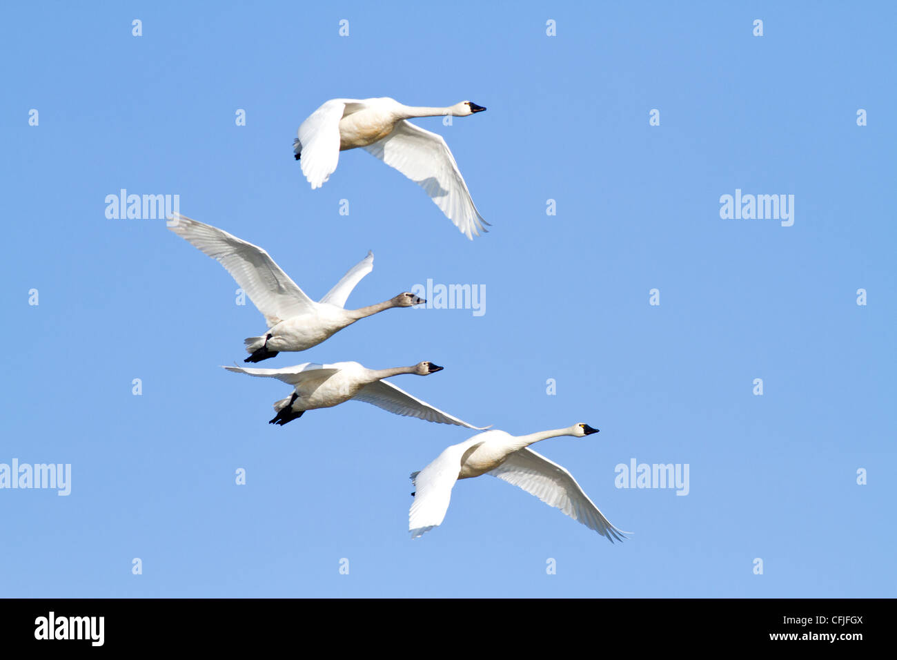 Migrating tundra swans flying through Bear River Migration Bird Refuge ...