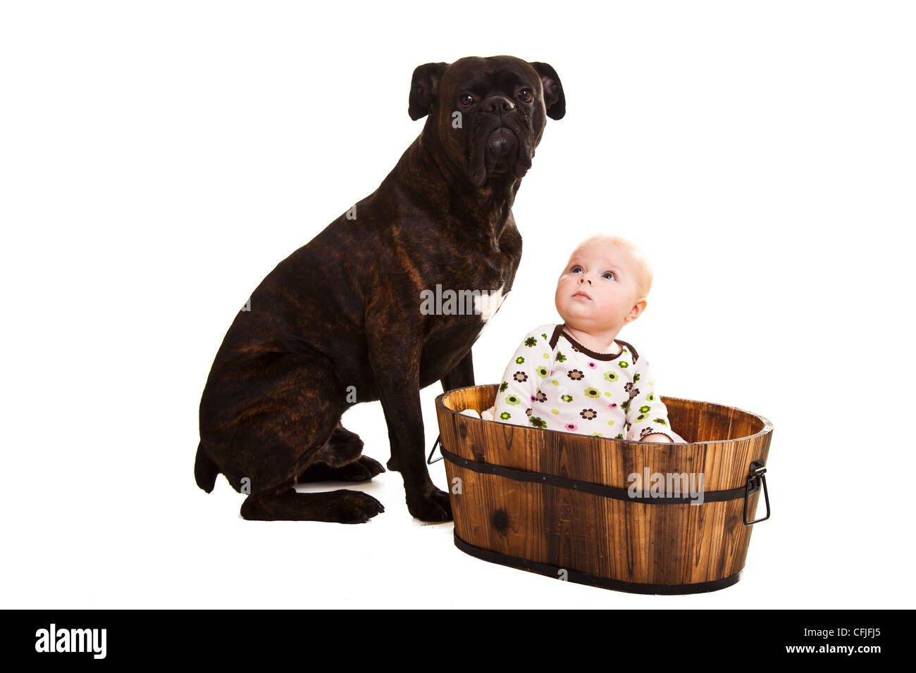 Infant with big boxer dog Stock Photo - Alamy