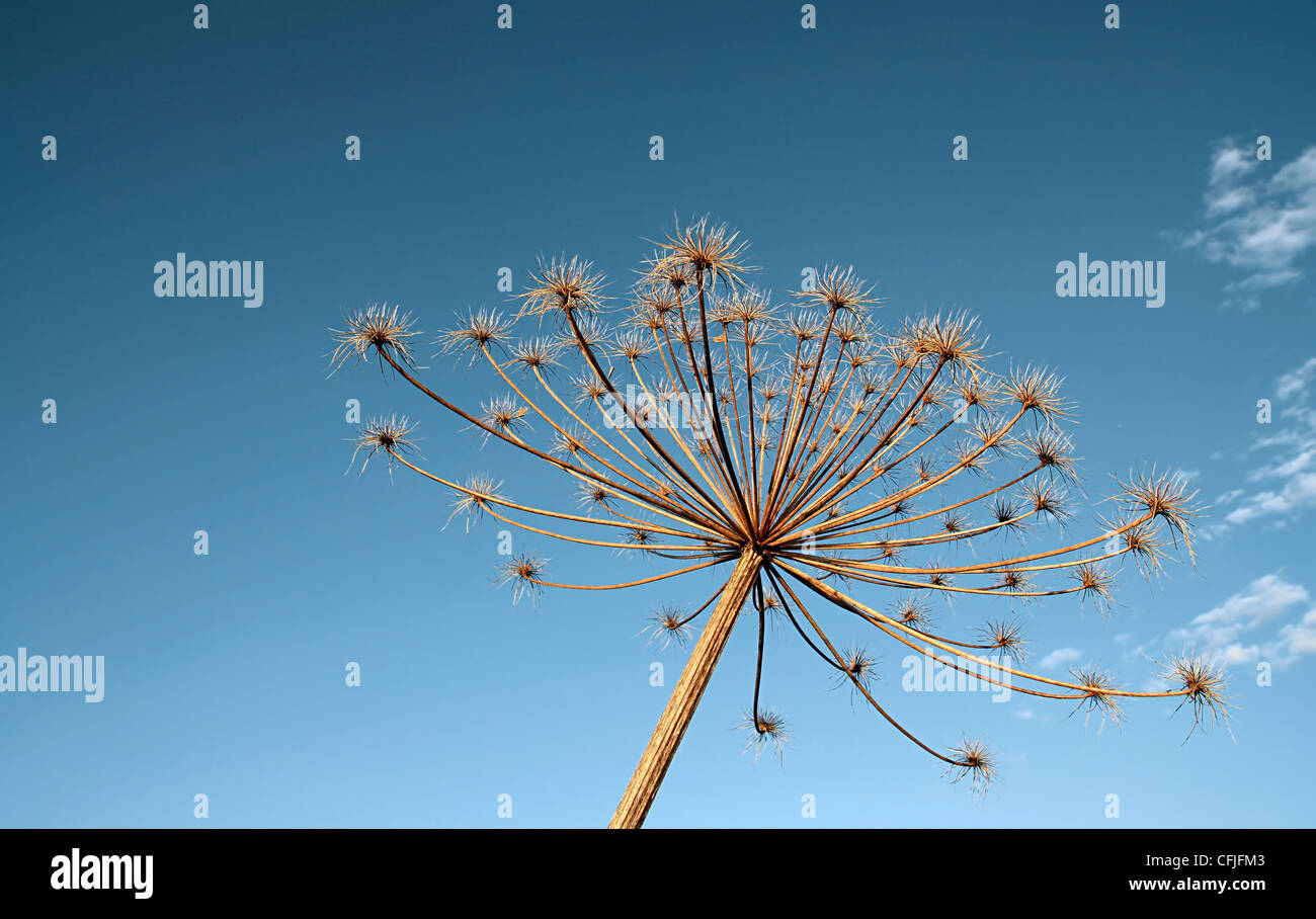 Seed head of hogweed hi-res stock photography and images - Alamy