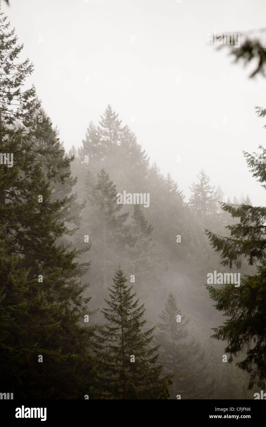 Foogy trees hi-res stock photography and images - Alamy