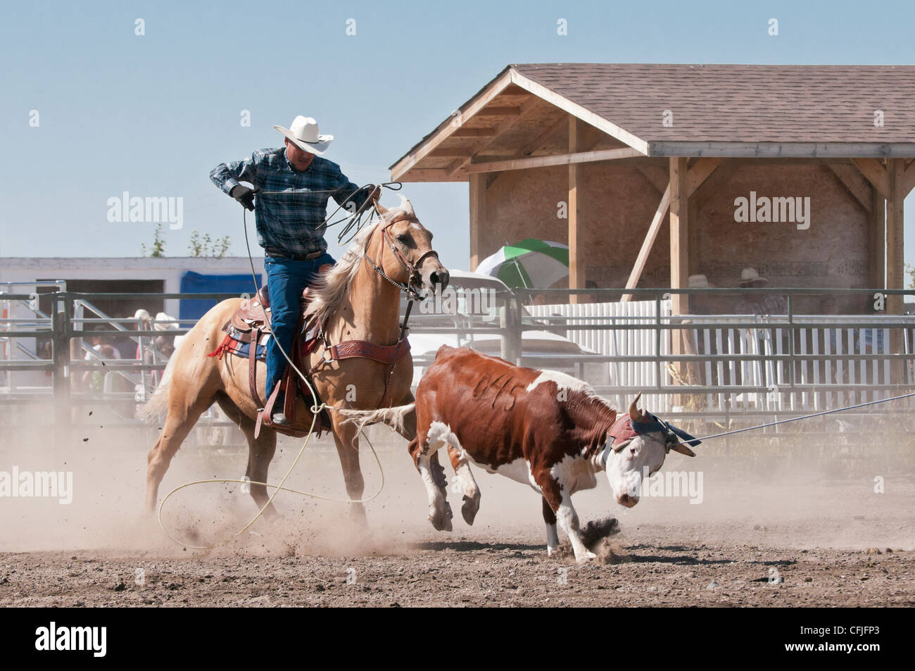 Lasso and steer hi-res stock photography and images - Alamy