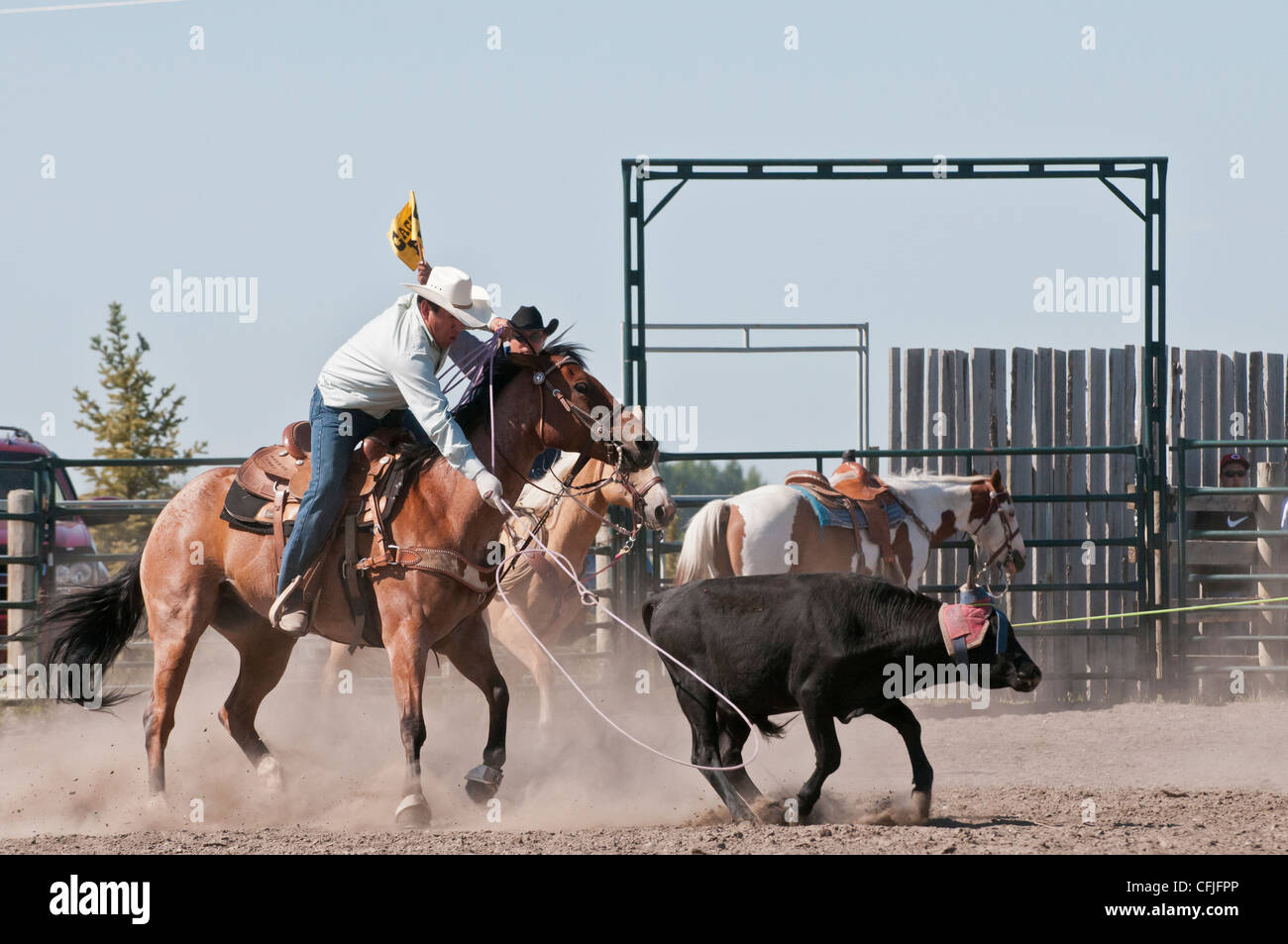 Team steer roping, Siksika Nation Rodeo, Gleichen, Alberta, Canada ...