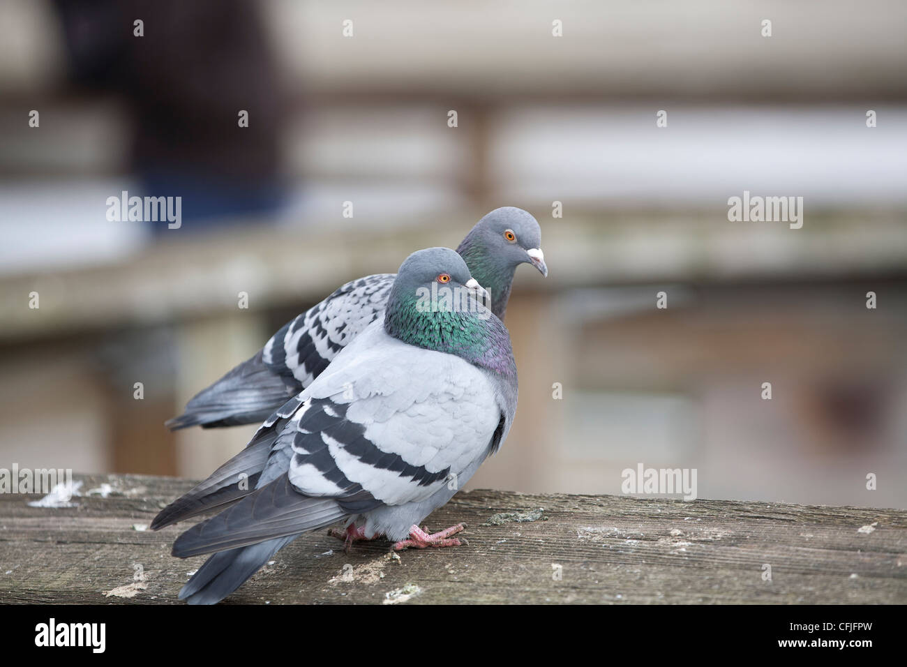 Two pigeons hi-res stock photography and images - Alamy