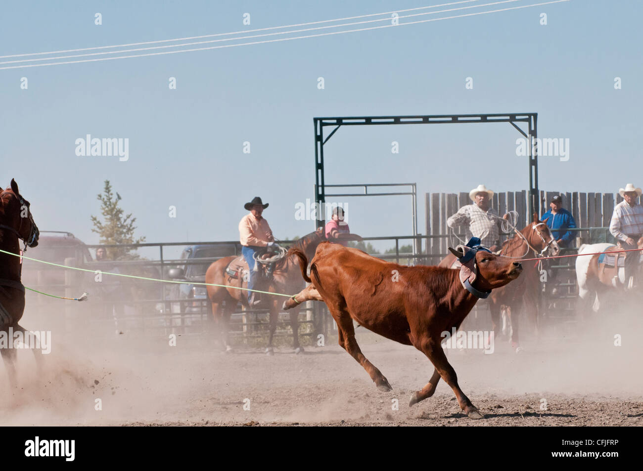 Team steer roping, Siksika Nation Rodeo, Gleichen, Alberta, Canada ...