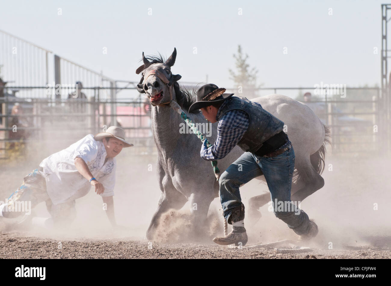 Wild horse round-up, Siksika Nation Rodeo, Gleichen, Alberta, Canada ...