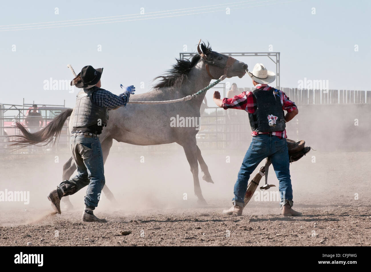 Wild horse round-up, Siksika Nation Rodeo, Gleichen, Alberta, Canada ...