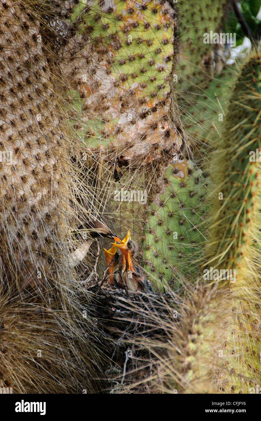 A Galapagos mockingbird feeds her chicks while safely ensconced among ...