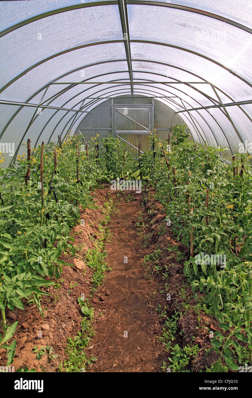 young tomatoes in plastic hothouse Stock Photo - Alamy