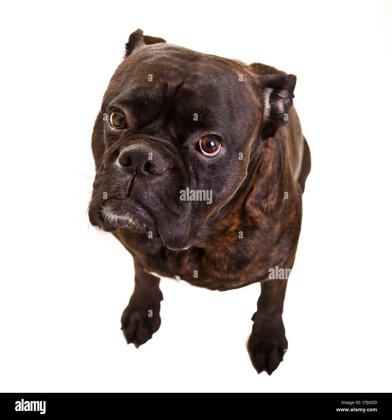 Boxer dog isolated on white Stock Photo - Alamy