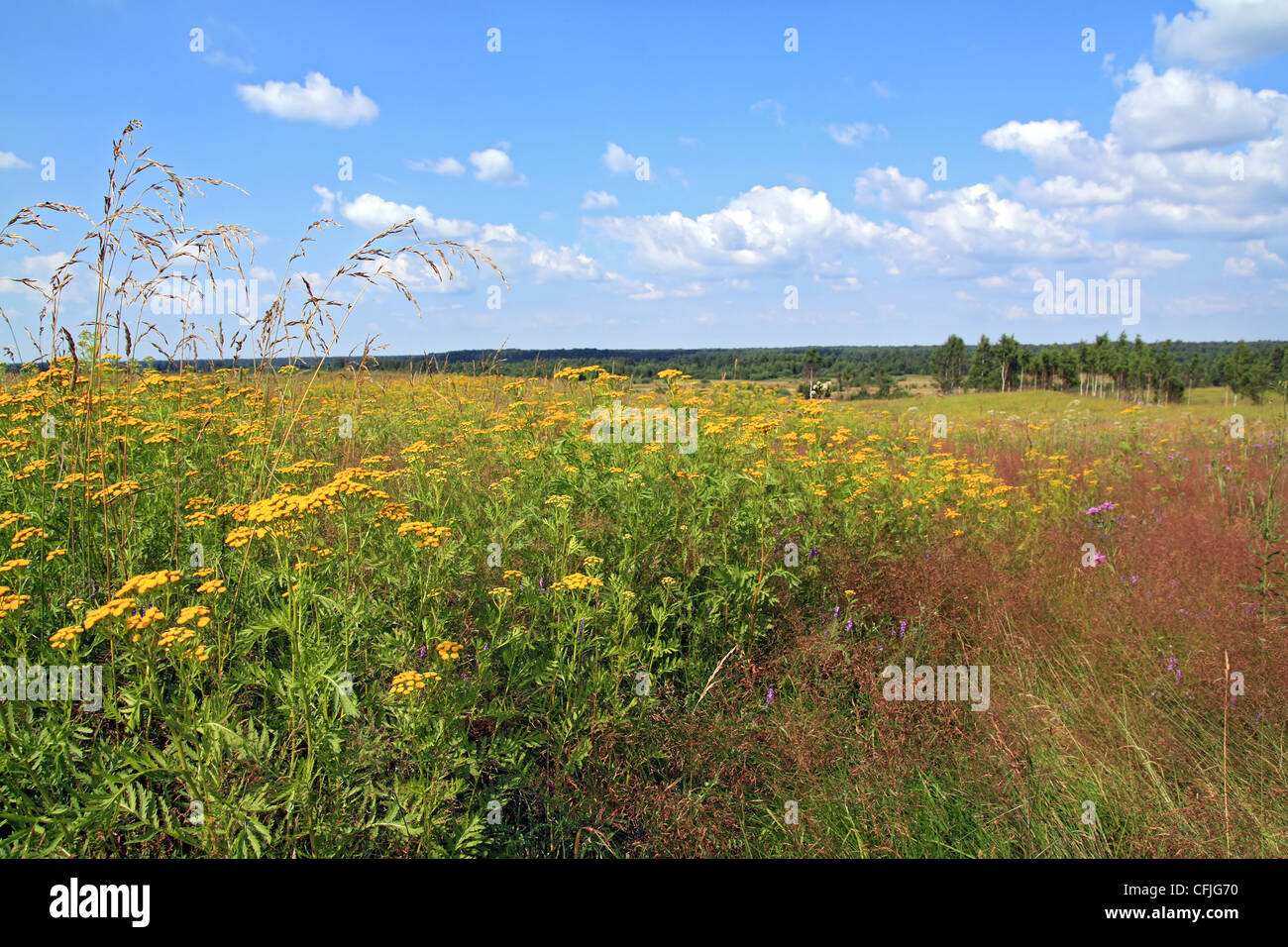 Straw Windrows Stock Photos & Straw Windrows Stock Images - Alamy