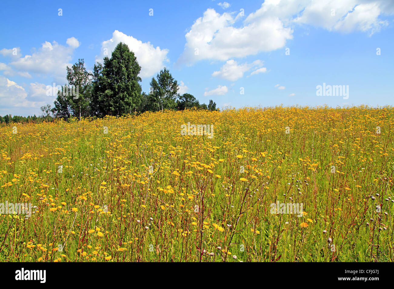 Straw Windrows Stock Photos & Straw Windrows Stock Images - Alamy