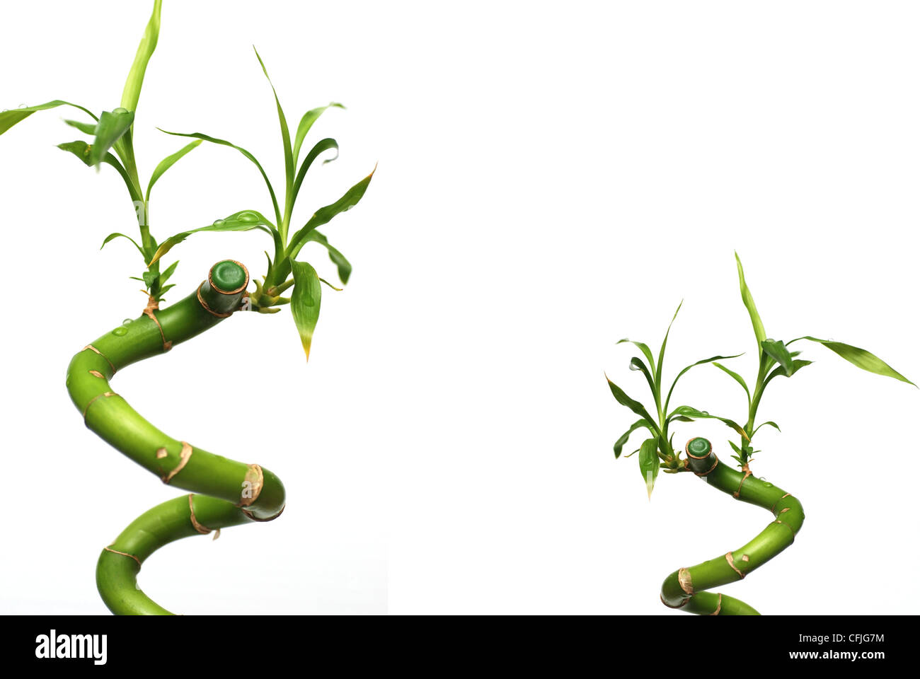 Isolated bamboo with white background Stock Photo - Alamy
