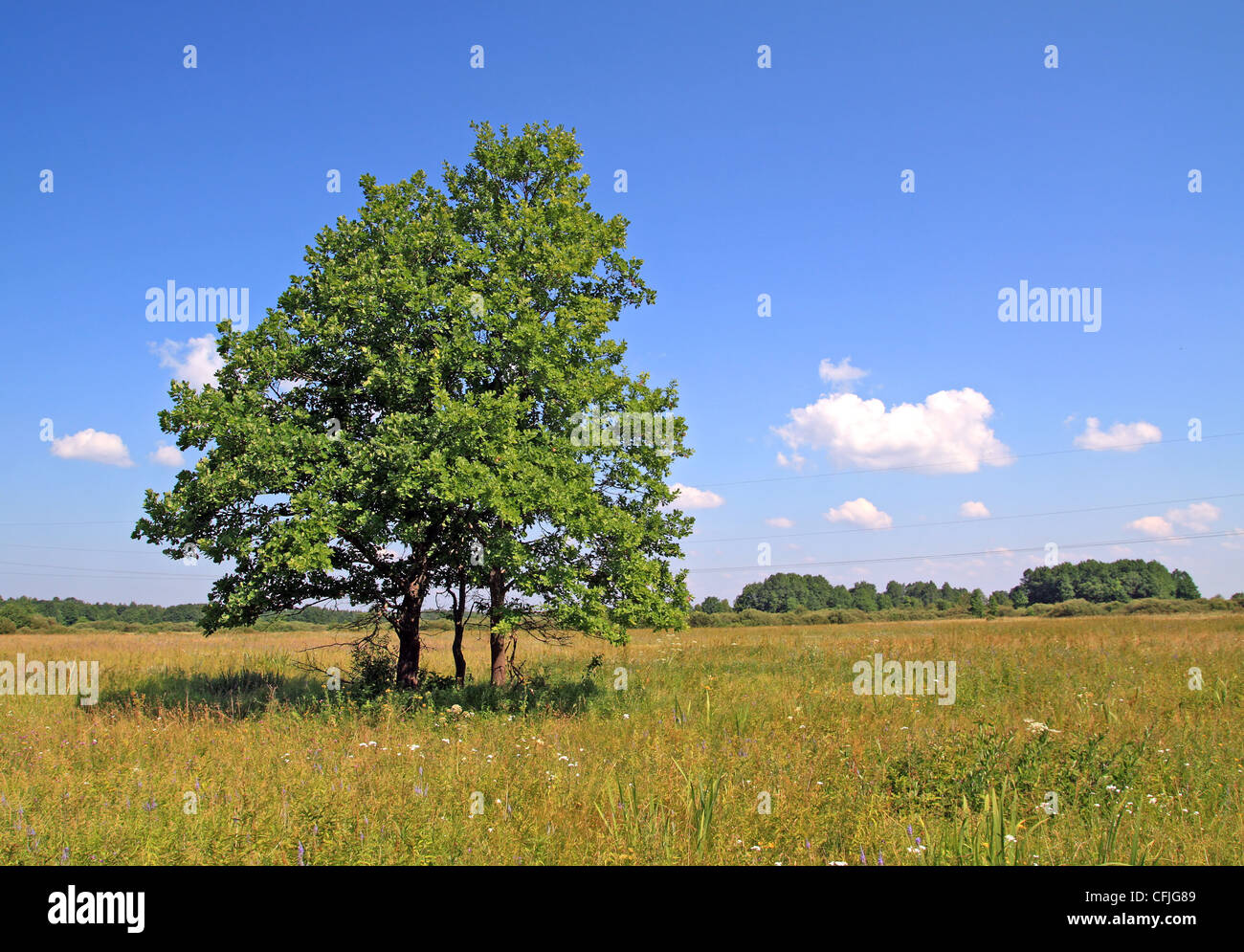 Green field and oak hi-res stock photography and images - Alamy