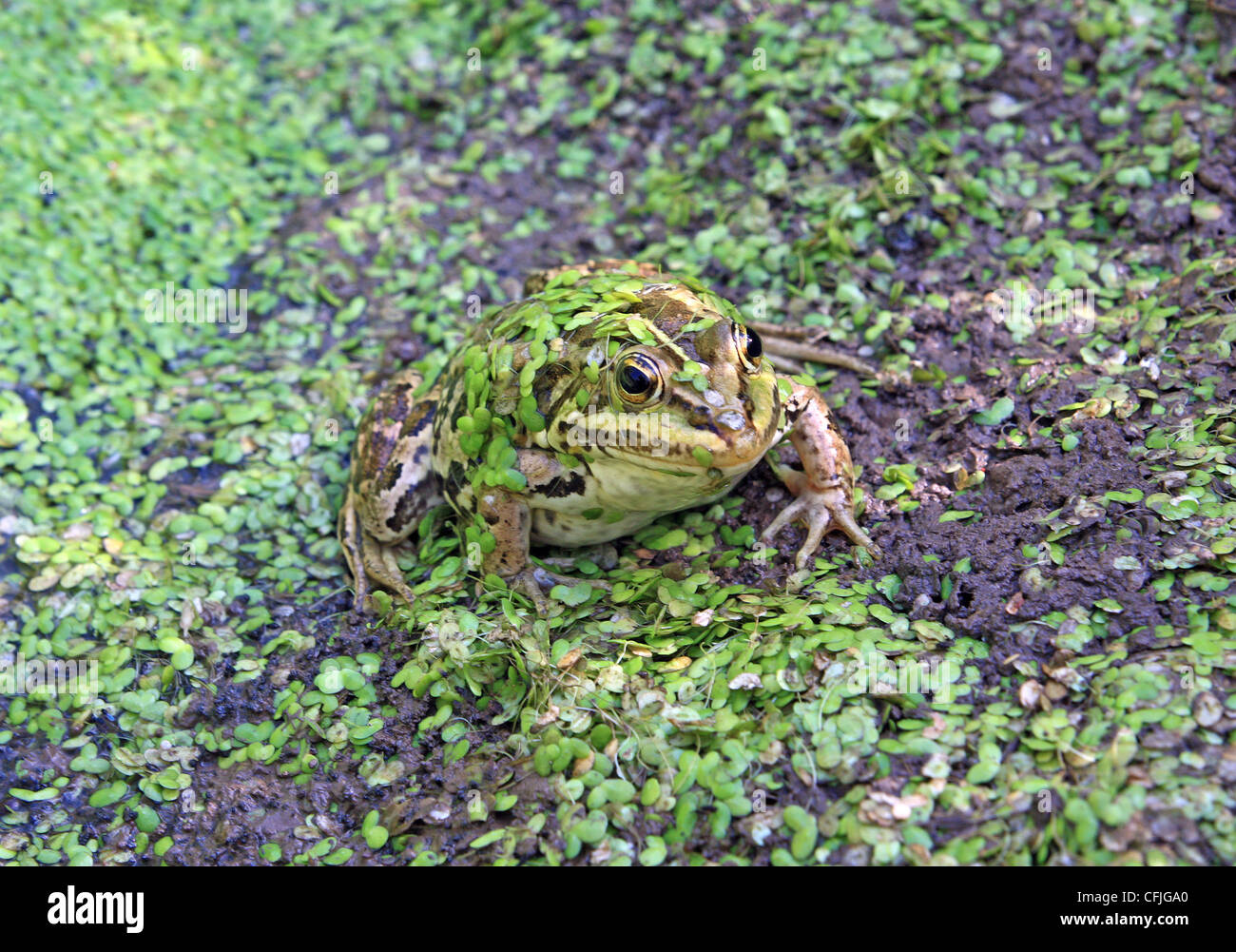 Frog in duckweed hi-res stock photography and images - Alamy