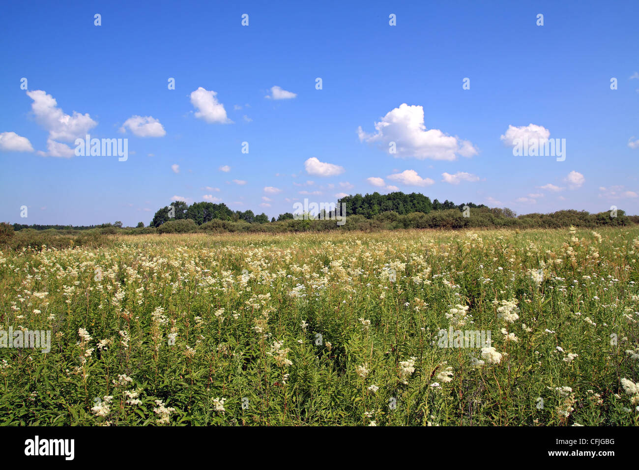Oak copse hi-res stock photography and images - Alamy