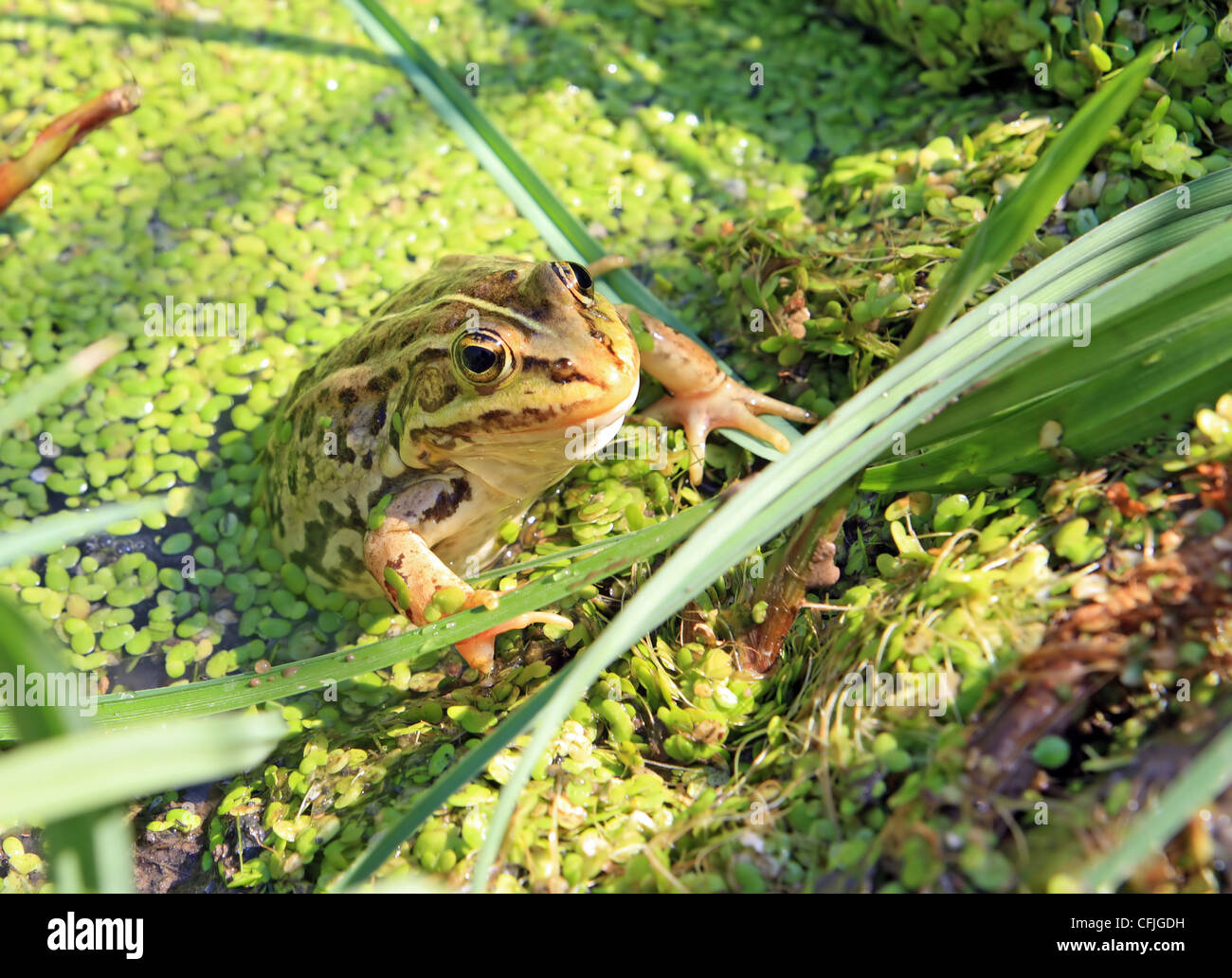 frog in marsh amongst duckweed Stock Photo - Alamy
