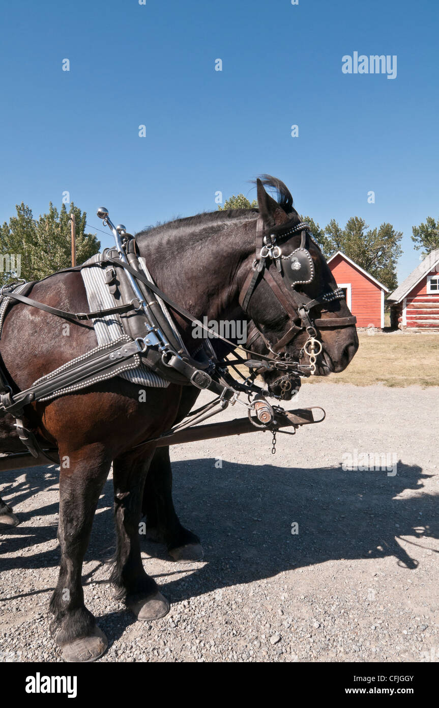 Horse drawn carriage, Percheron horses, Bar U Ranch, National Historic ...