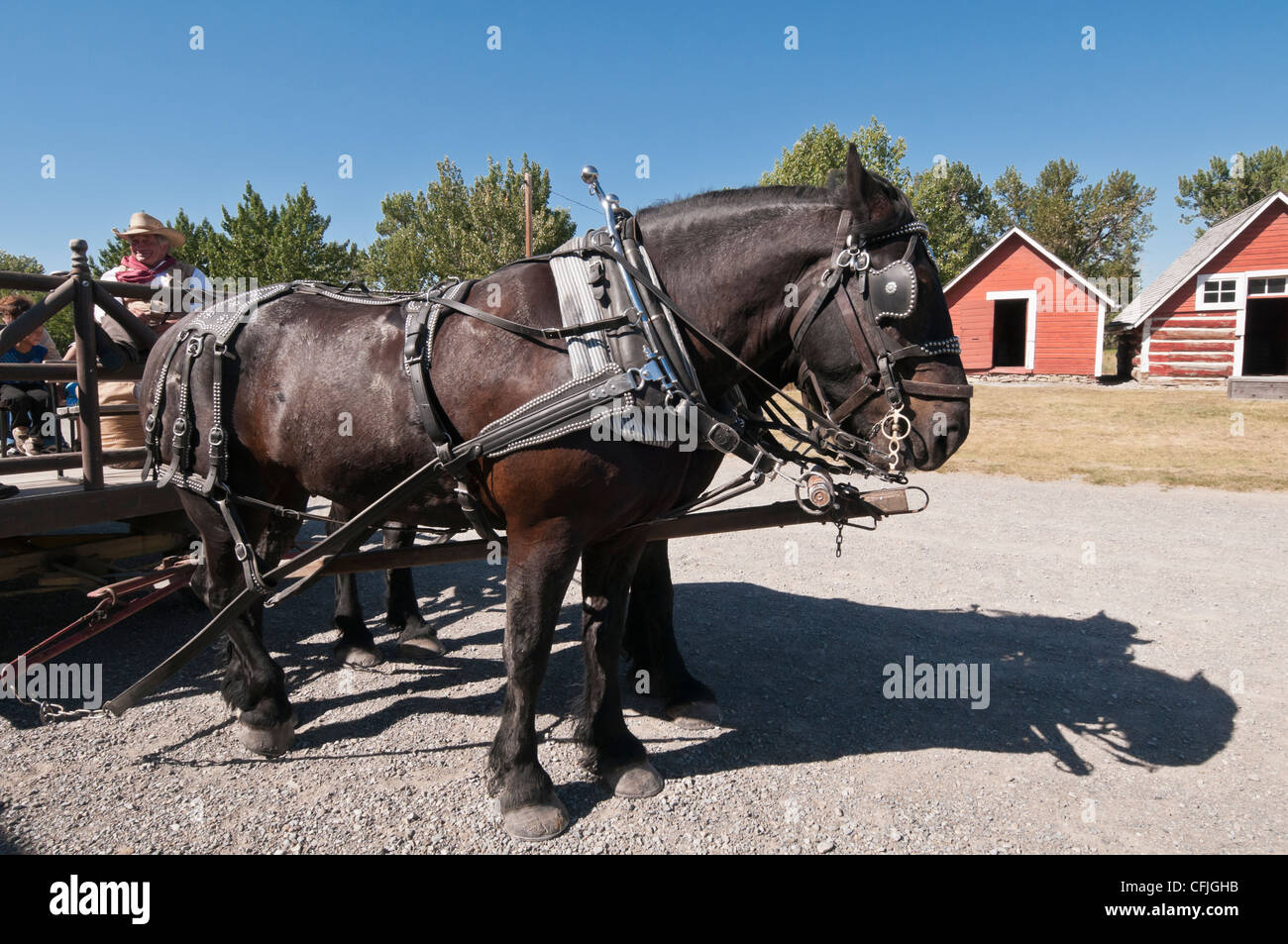 Percherons hi-res stock photography and images - Alamy