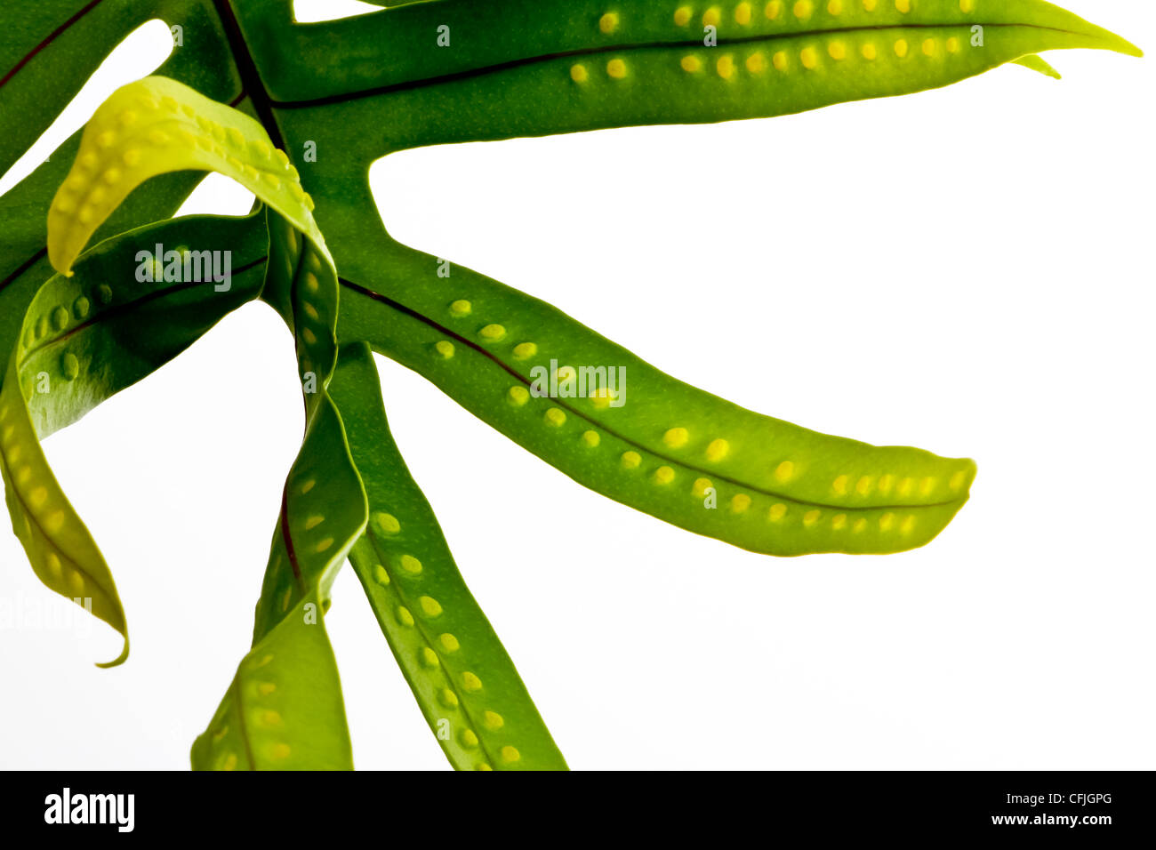 Lawai fern hawaii hi-res stock photography and images - Alamy