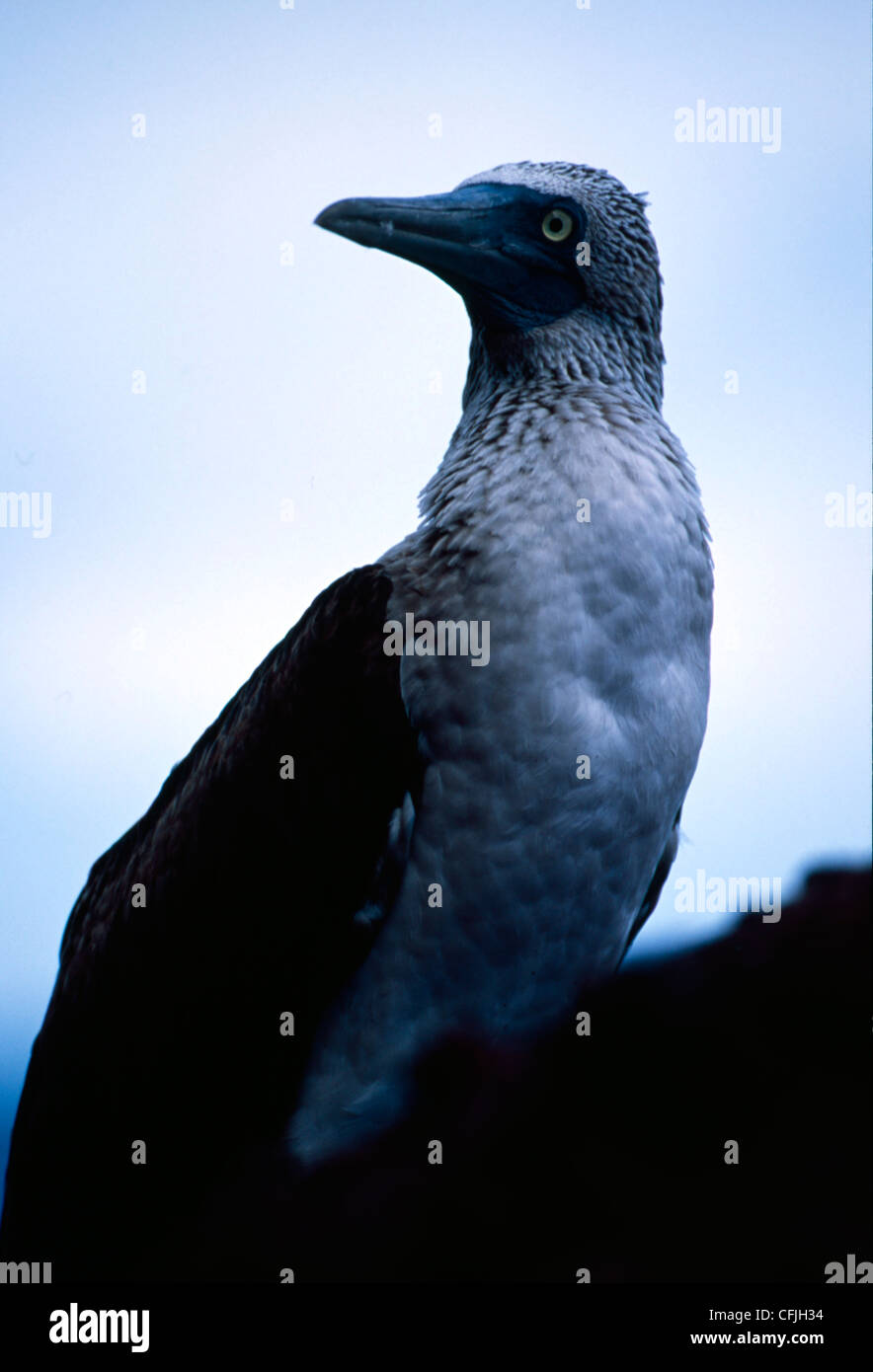 Blue footed bobby hi-res stock photography and images - Alamy