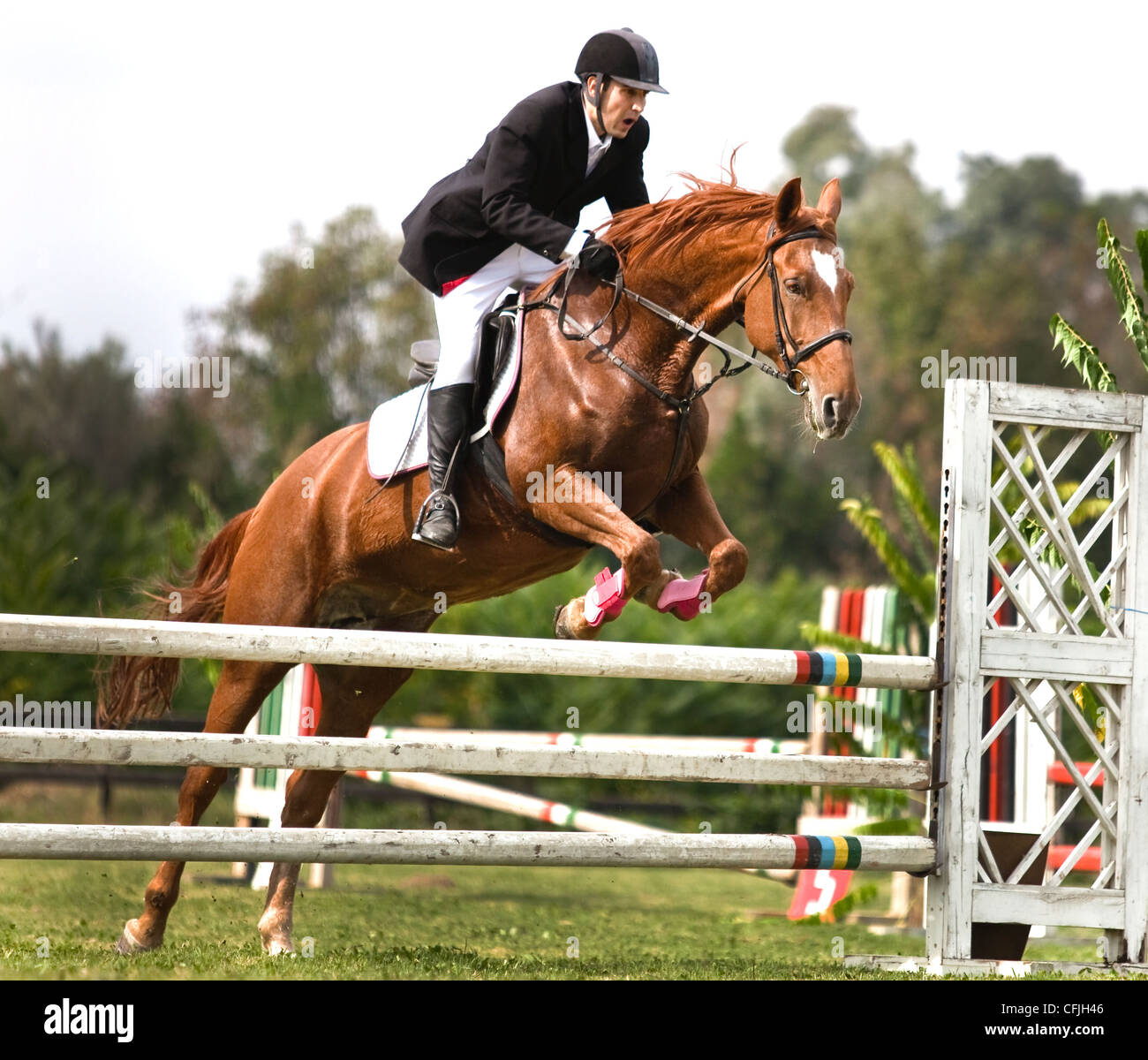 horse and jockey jumping Stock Photo - Alamy