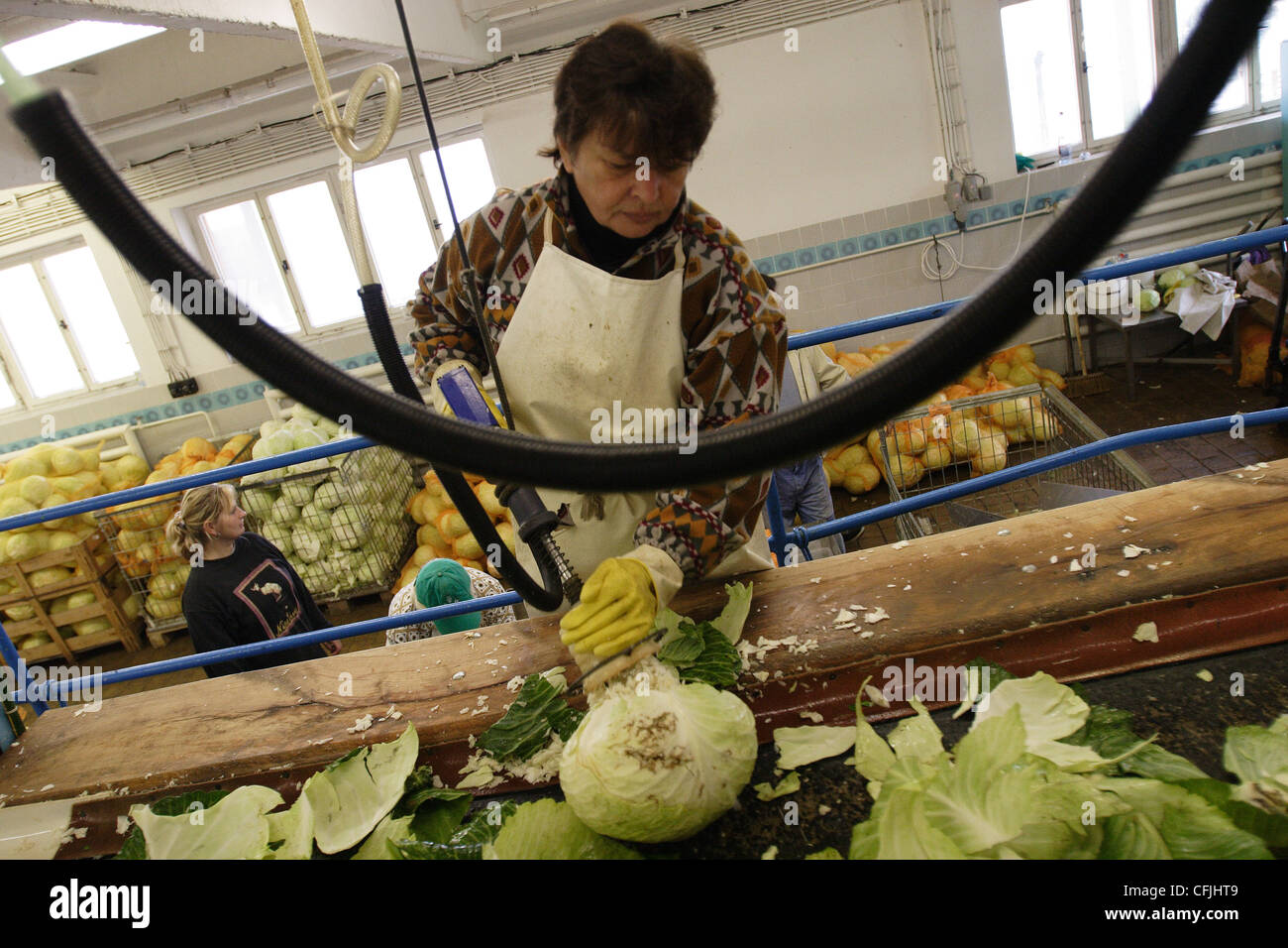 Green cabbage harvest goes on in Agricultural Farm Nosovice, Czech ...