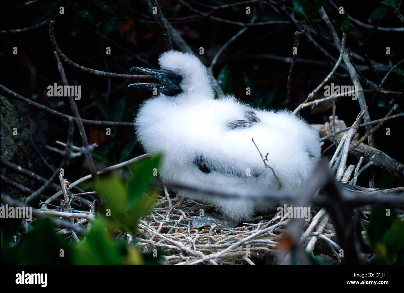 A young blue-footed bobby Stock Photo - Alamy
