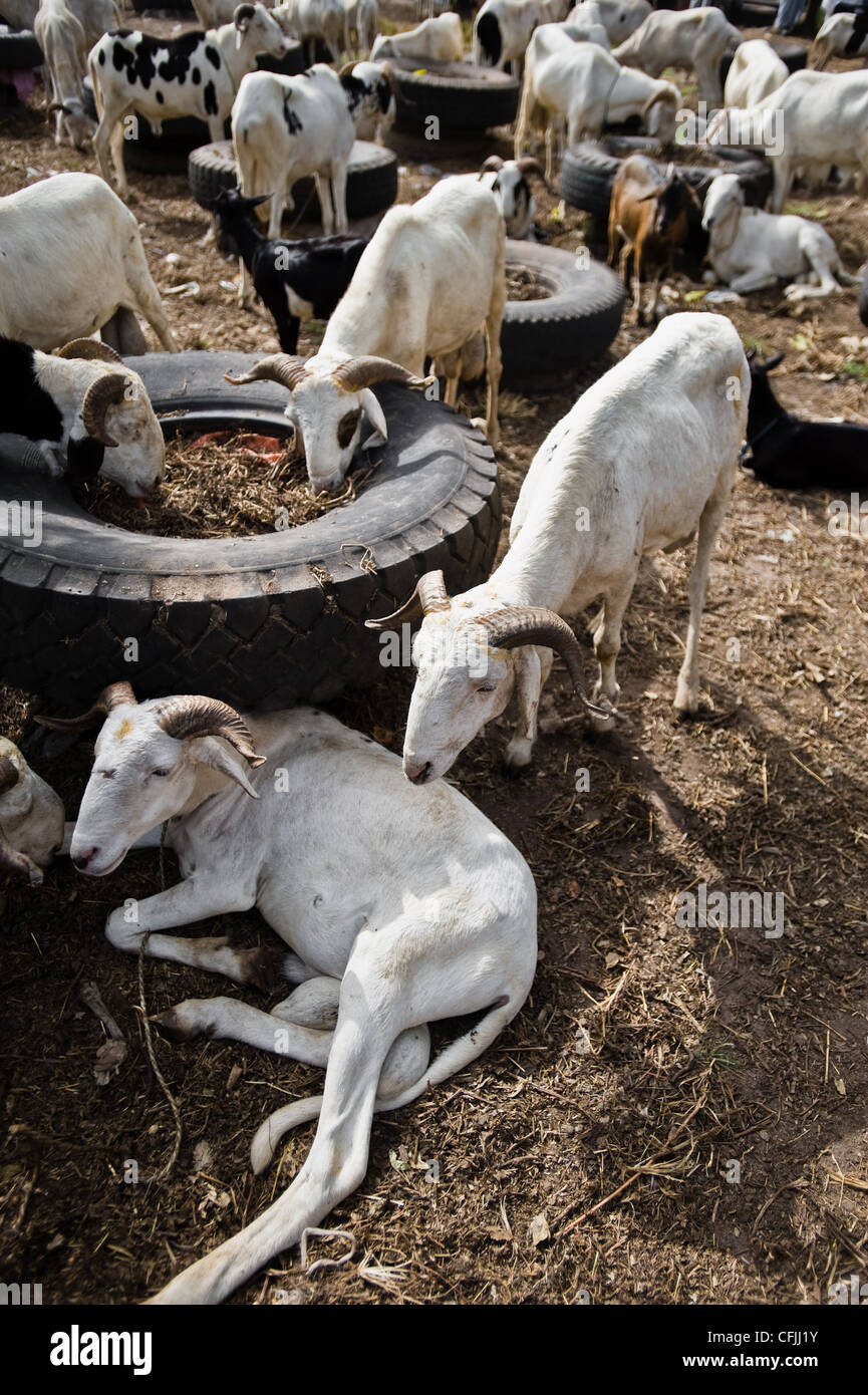 Rams for festival of Tobaski, Roadside livestock market, Brikama, The ...