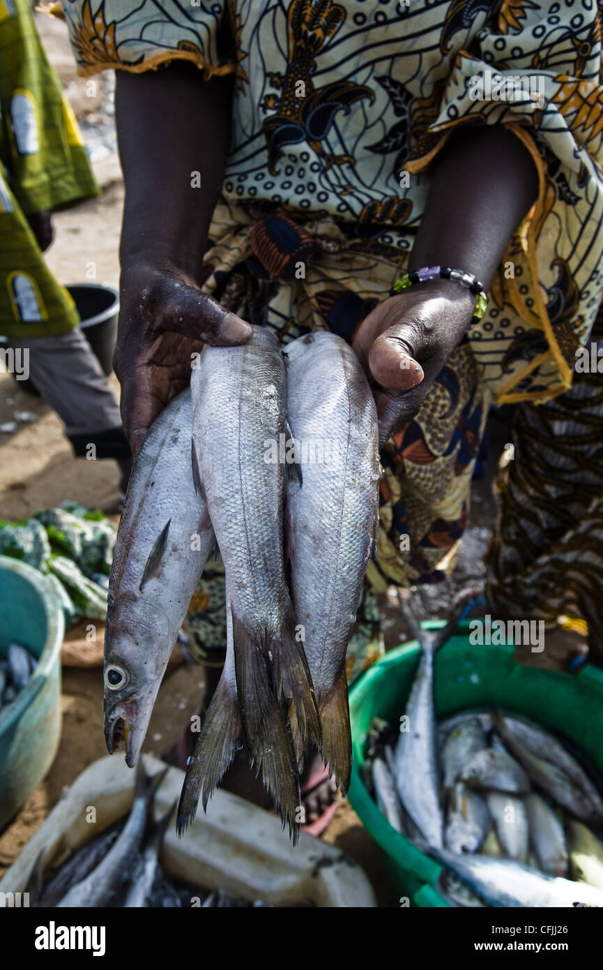 Person holding fish, Tanji Fishing Village, The Gambia Stock Photo - Alamy
