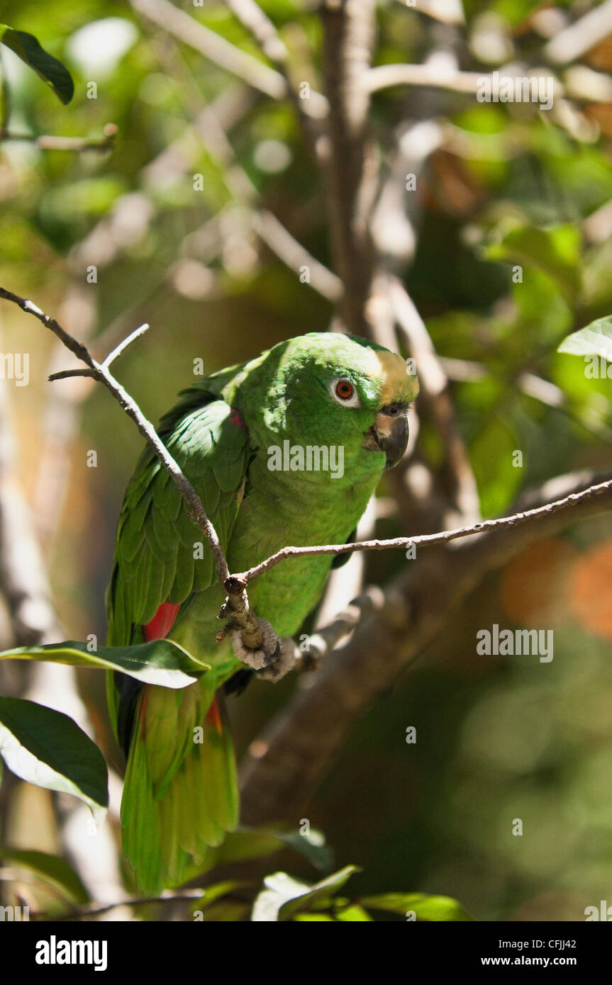 Parrot at Museum of San Francisco Monastery, Quito, Ecuador Stock Photo ...