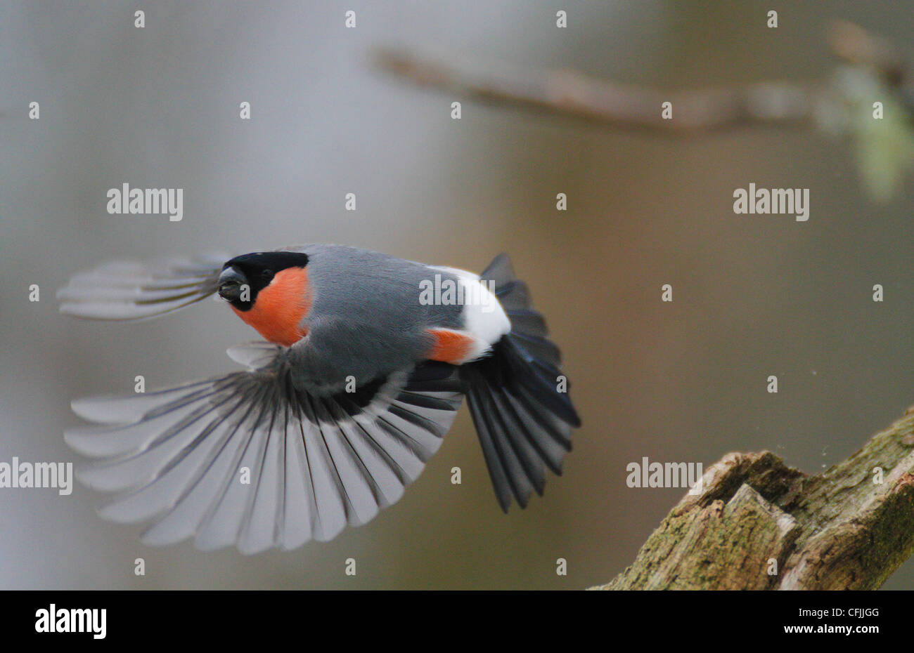 Bullfinch flying hi-res stock photography and images - Alamy